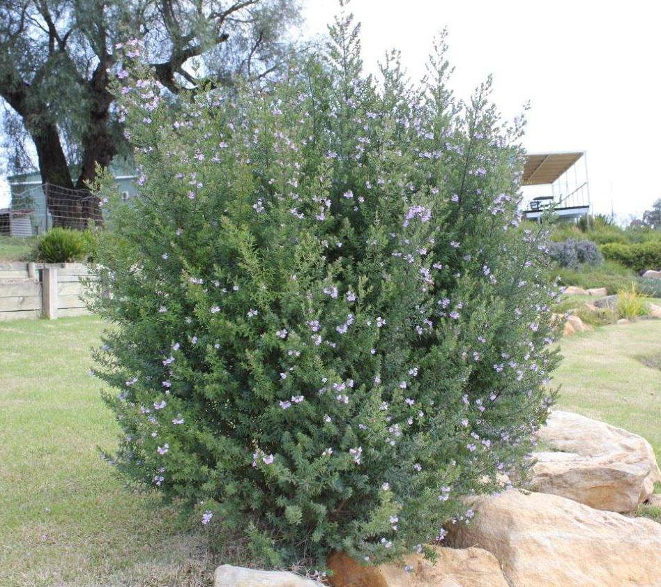Westringia 'Naringa' - Naringa Westringia | PlantMaster