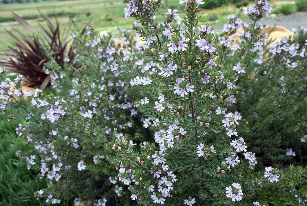 Westringia 'Naringa' - Naringa Westringia | PlantMaster