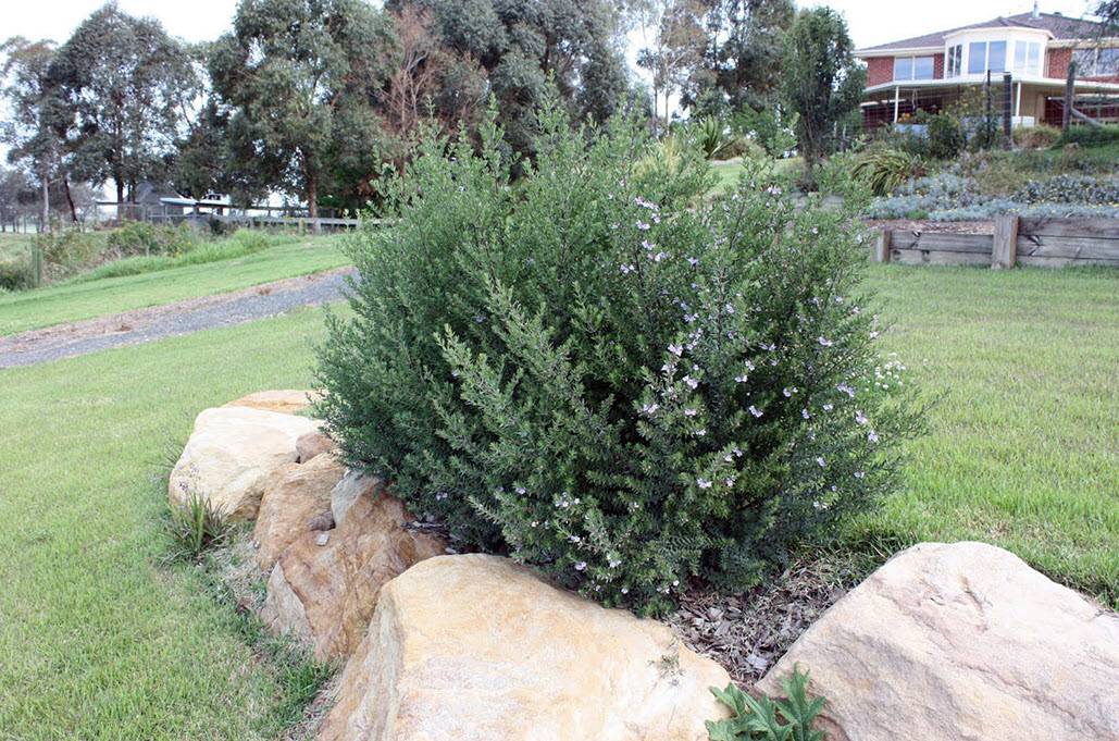 Westringia 'Naringa' - Naringa Westringia | PlantMaster
