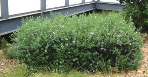 Westringia 'Naringa' - Naringa Westringia | PlantMaster