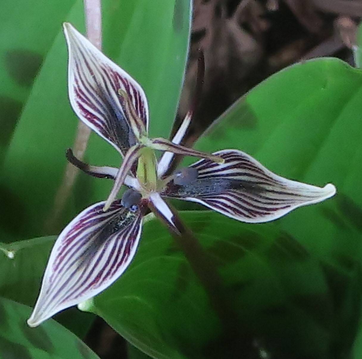 Scoliopus bigelovii - California Fetid Adderstongue | PlantMaster