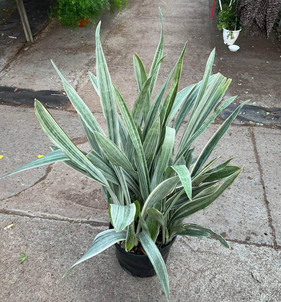 Sansevieria sayurii - Snake Plant Sayurii | PlantMaster