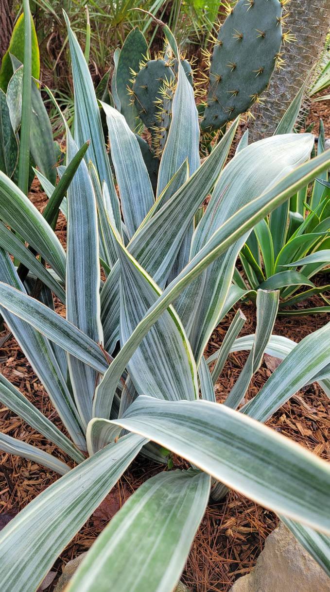 Sansevieria sayurii - Snake Plant Sayurii | PlantMaster