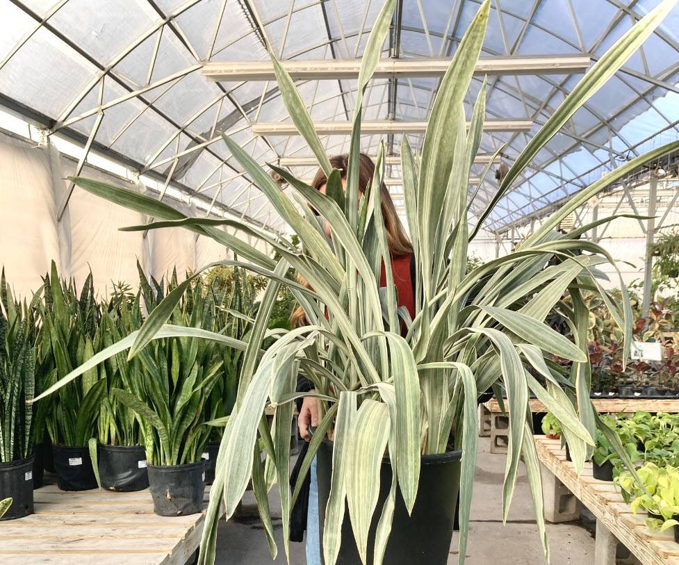 Sansevieria sayurii - Snake Plant Sayurii | PlantMaster