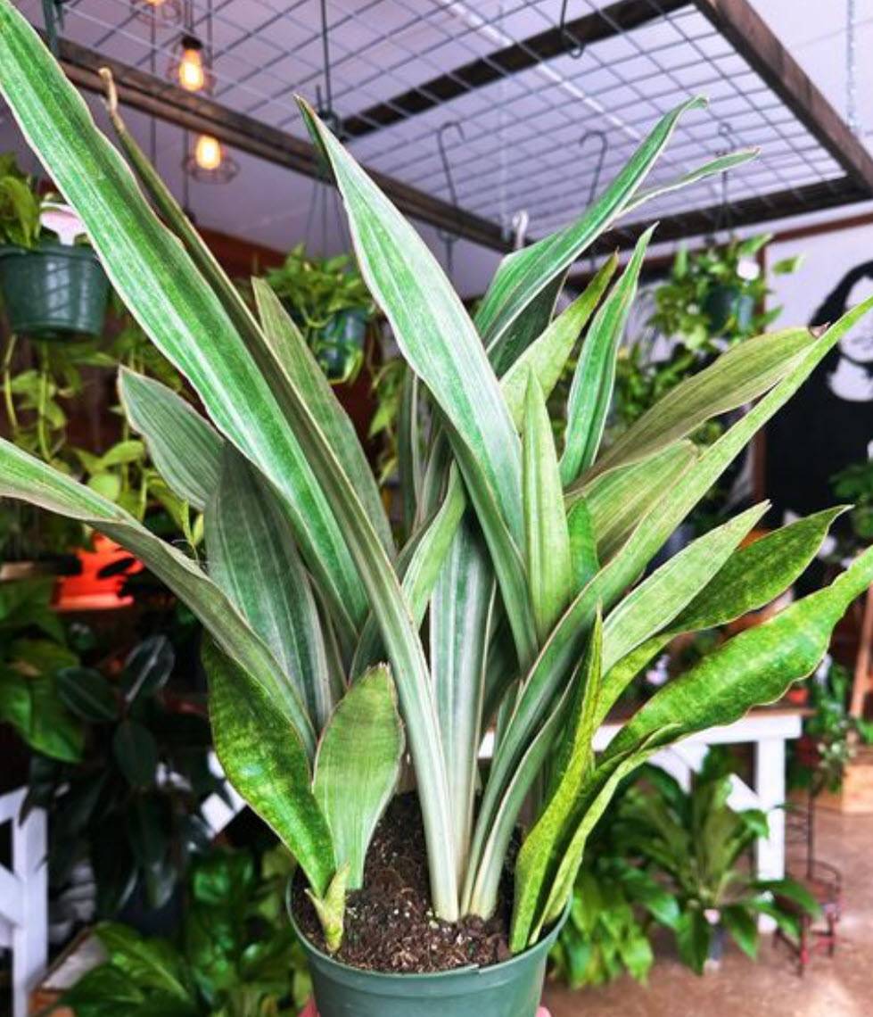 Sansevieria sayurii - Snake Plant Sayurii | PlantMaster