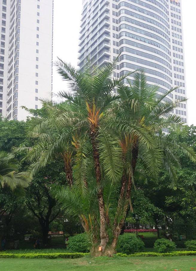 Ravenea rivularis - Majesty Palm | PlantMaster