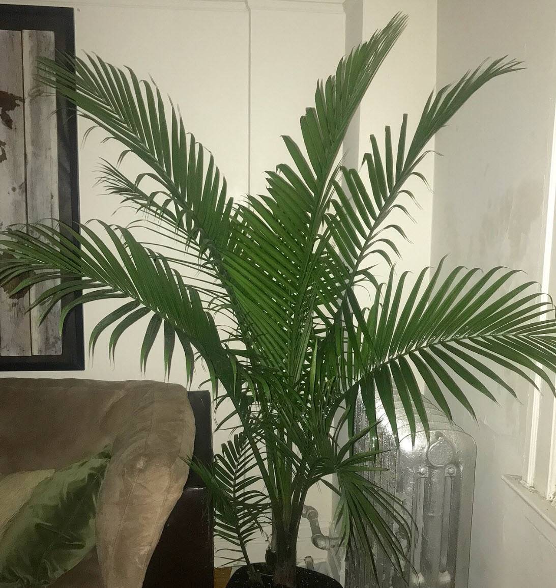 Ravenea rivularis - Majesty Palm | PlantMaster