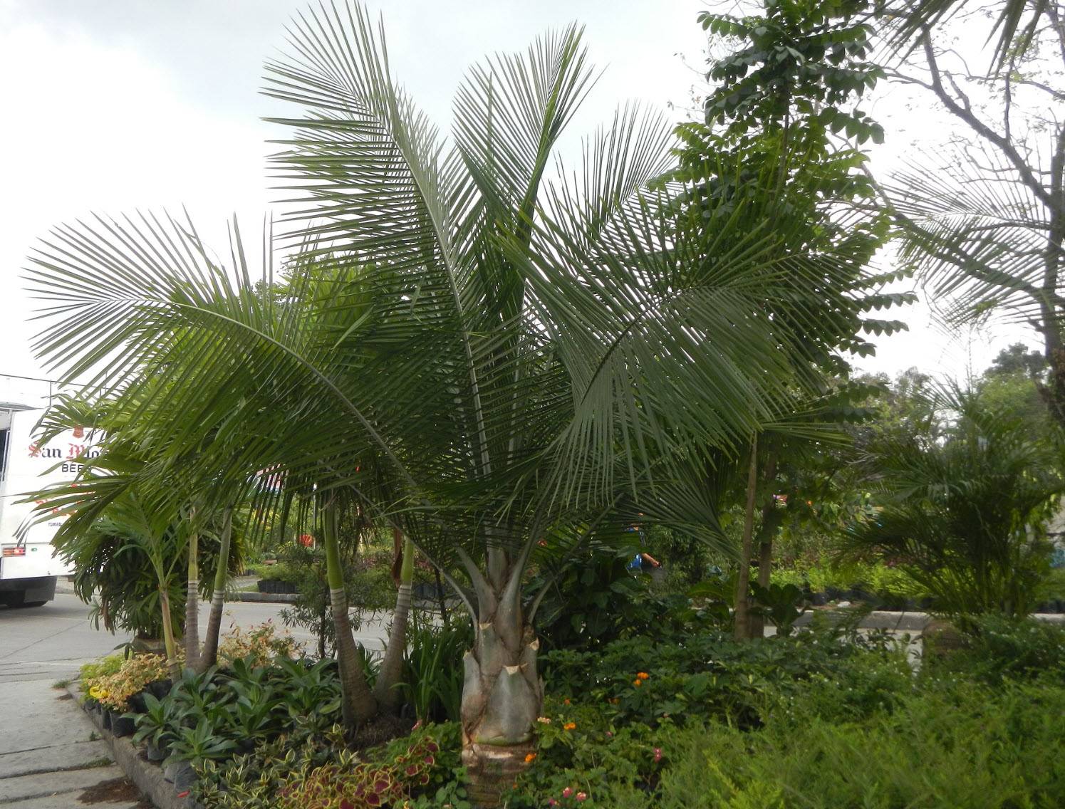 Ravenea rivularis - Majesty Palm | PlantMaster