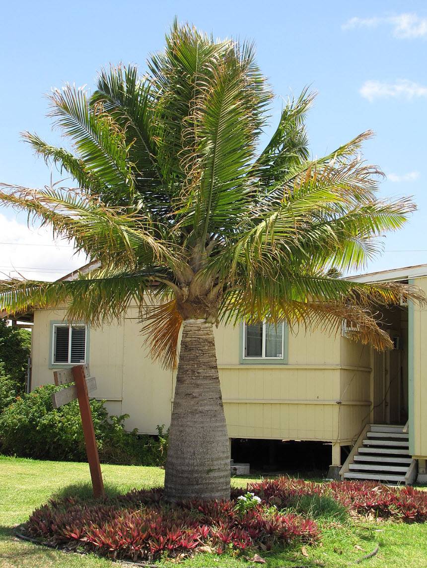 Ravenea rivularis - Majesty Palm | PlantMaster