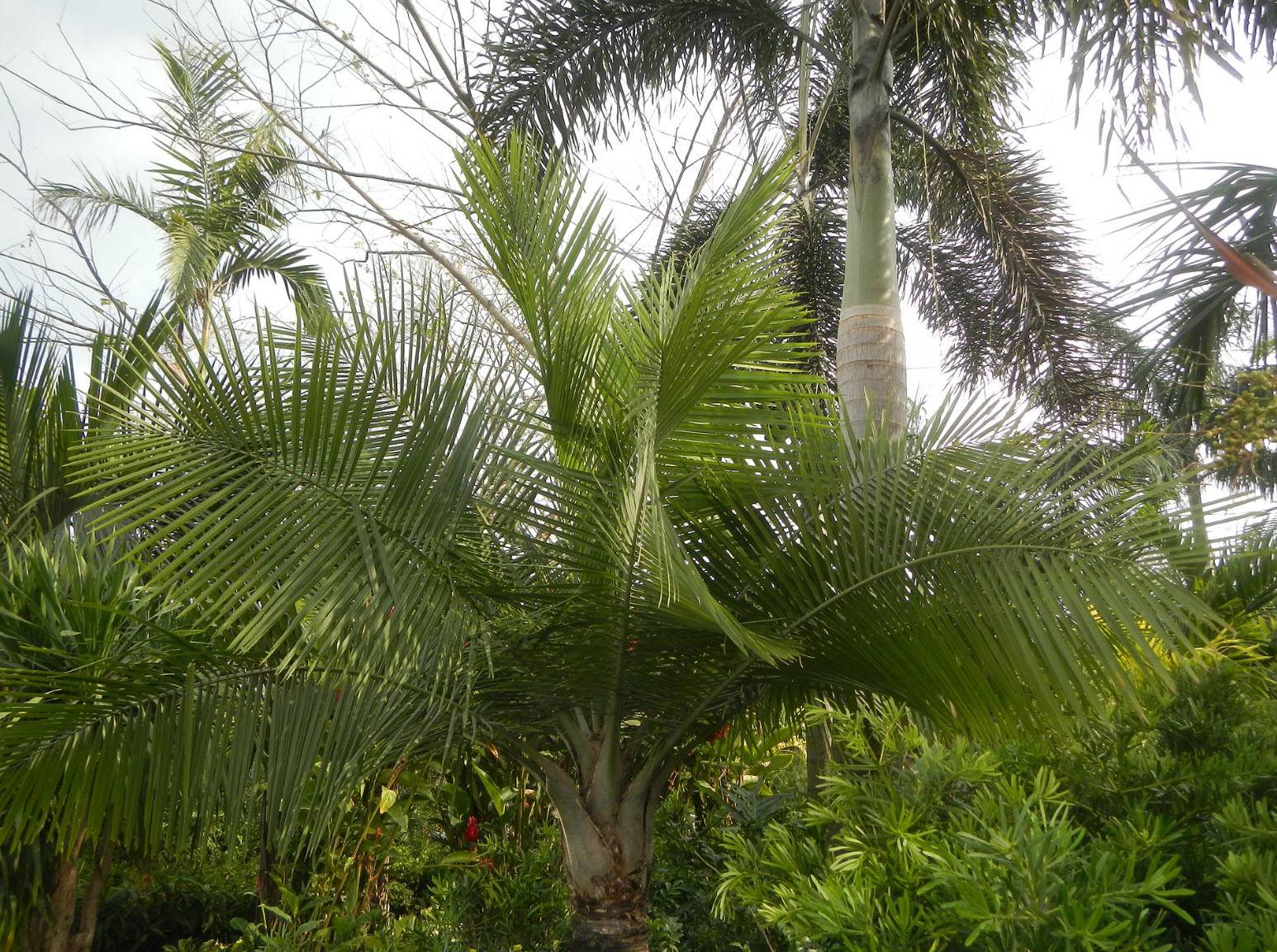 Ravenea rivularis - Majesty Palm | PlantMaster