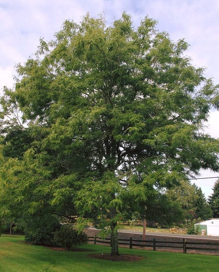 Gleditsia triacanthos 'Skycole' - Skyline Honeylocust | PlantMaster
