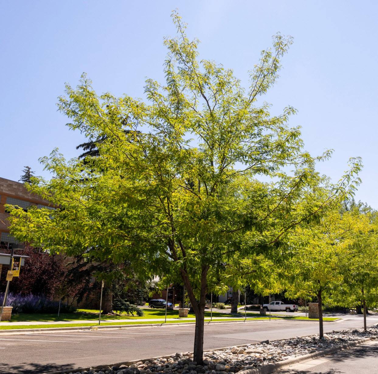 Gleditsia triacanthos 'Skycole' - Skyline Honeylocust | PlantMaster