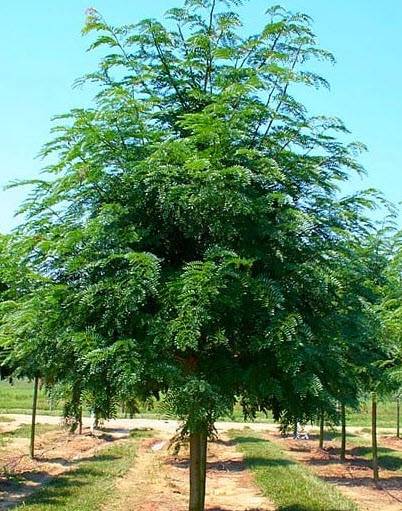 Gleditsia triacanthos 'Skycole' - Skyline Honeylocust | PlantMaster