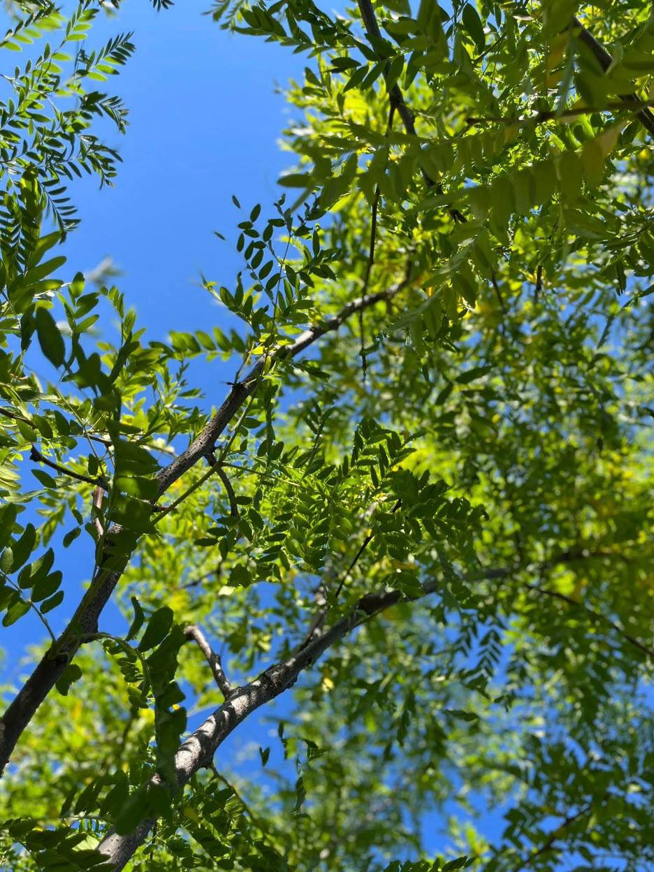 Gleditsia triacanthos 'Skycole' - Skyline Honeylocust | PlantMaster