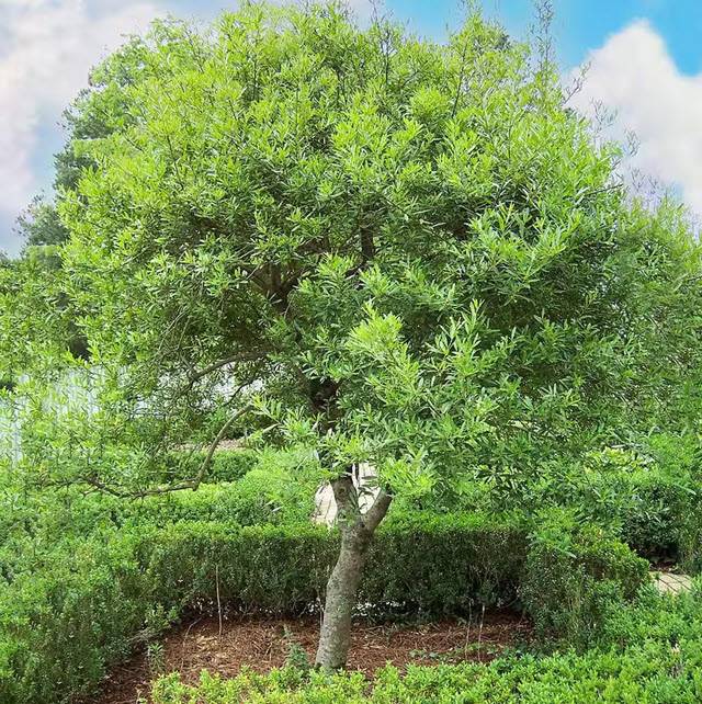 Ilex cassine - Dahoon Holly | PlantMaster
