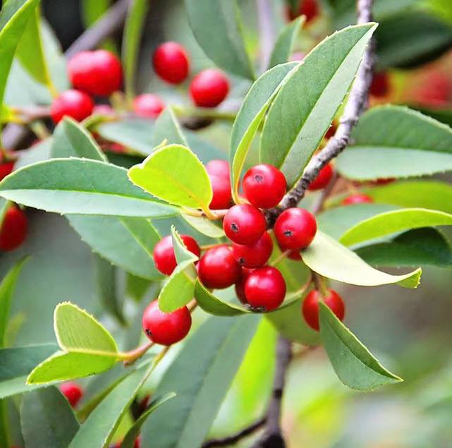Ilex cassine - Dahoon Holly | PlantMaster