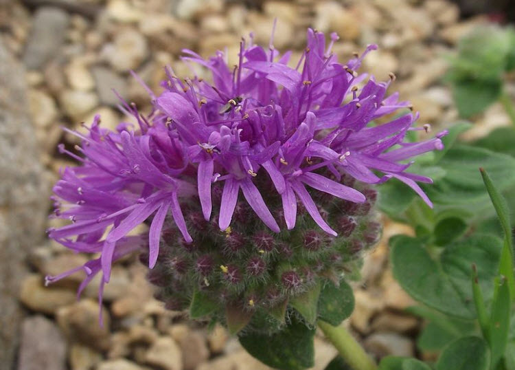 Monardella villosa - Coyote Mint | PlantMaster