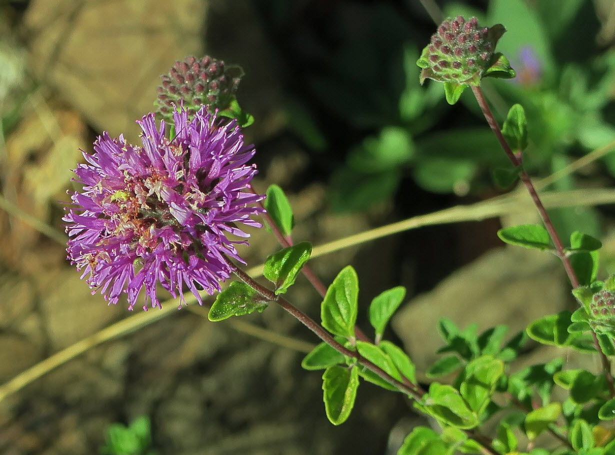 Monardella villosa - Coyote Mint | PlantMaster