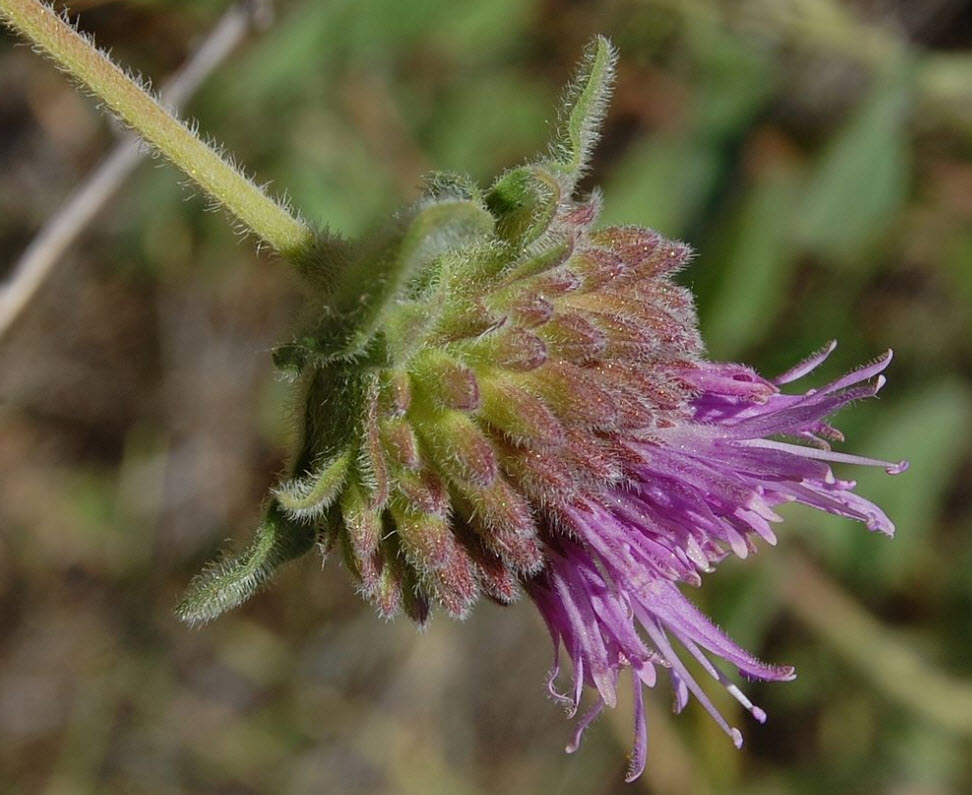 Monardella villosa - Coyote Mint | PlantMaster