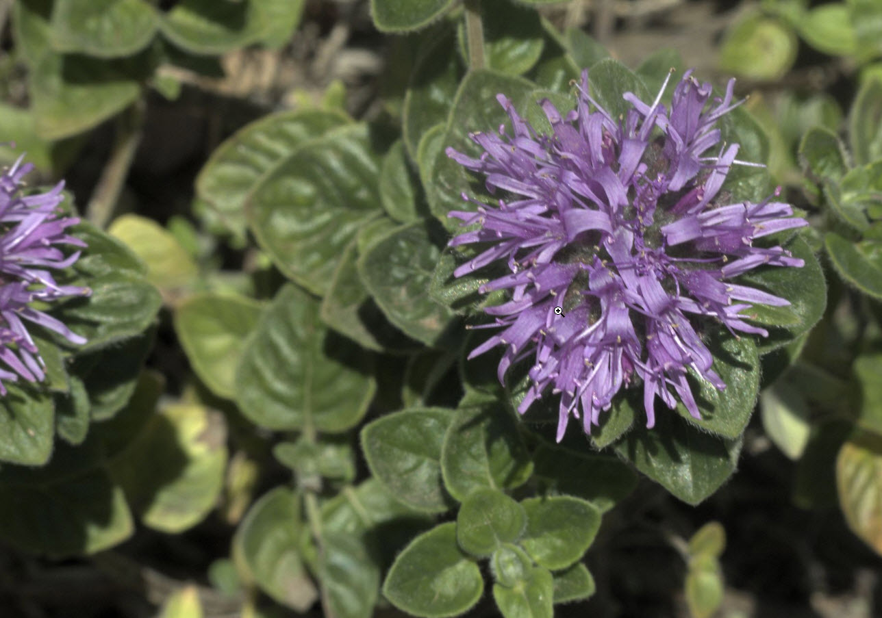 Monardella villosa - Coyote Mint | PlantMaster