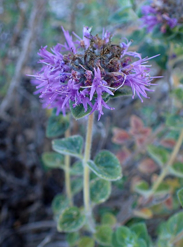 Monardella villosa - Coyote Mint | PlantMaster