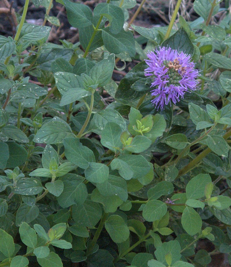 Monardella villosa - Coyote Mint | PlantMaster