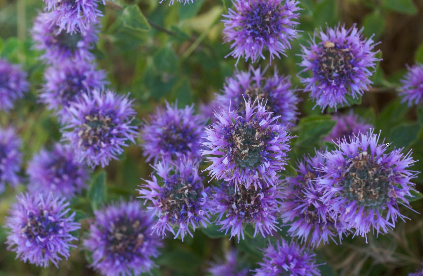 Monardella villosa - Coyote Mint | PlantMaster