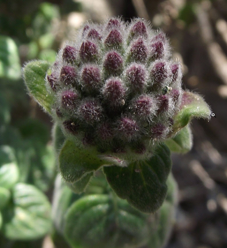 Monardella villosa - Coyote Mint | PlantMaster