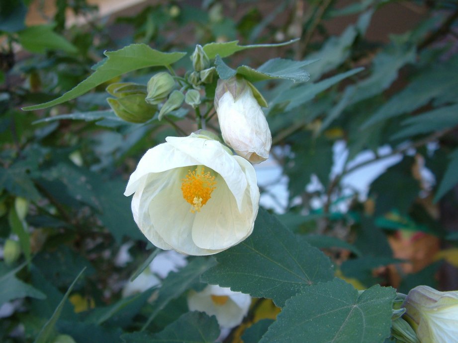 Abutilon hybrids - Flowering Maple | PlantMaster