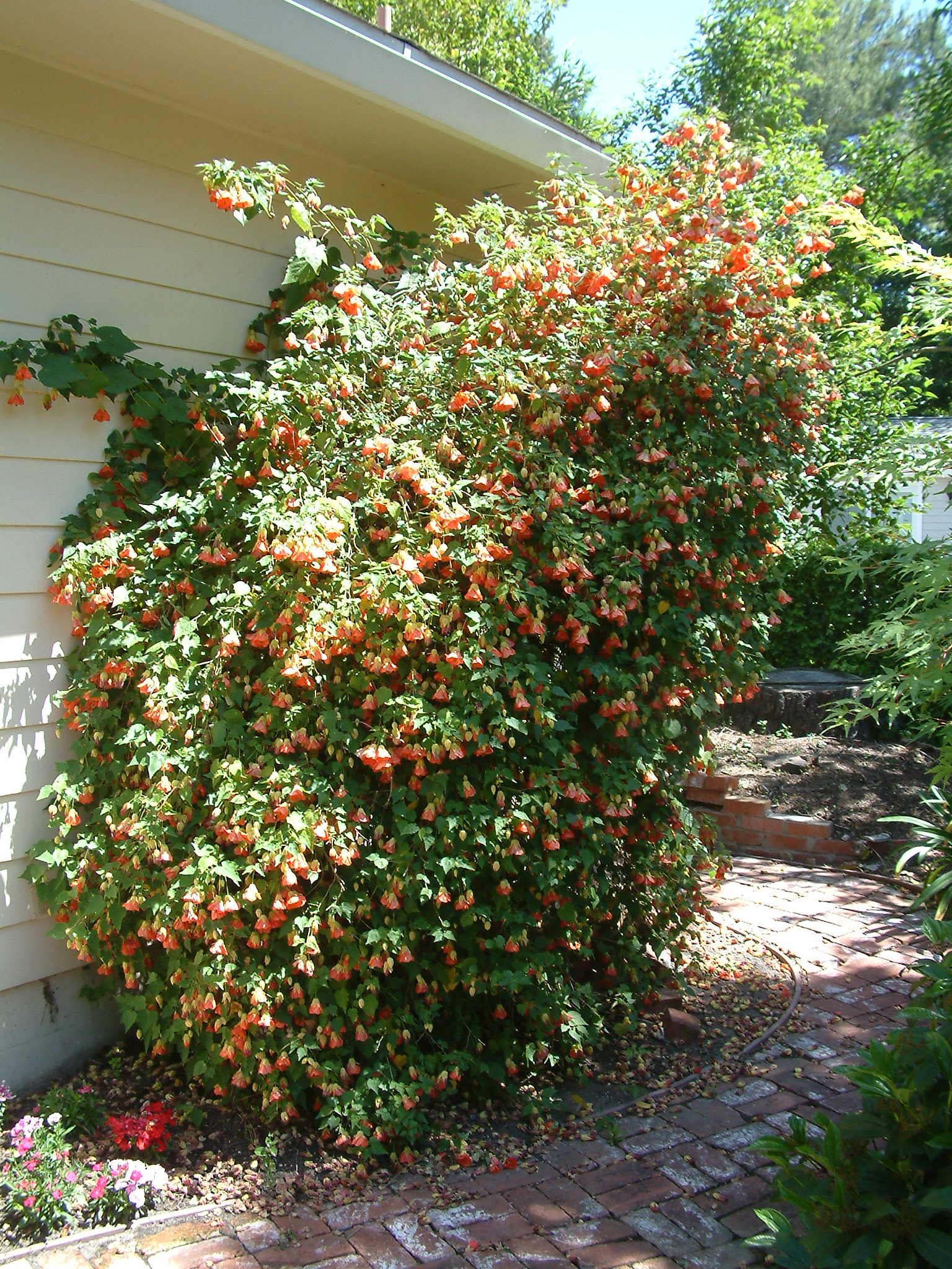 Abutilon hybrids - Flowering Maple | PlantMaster