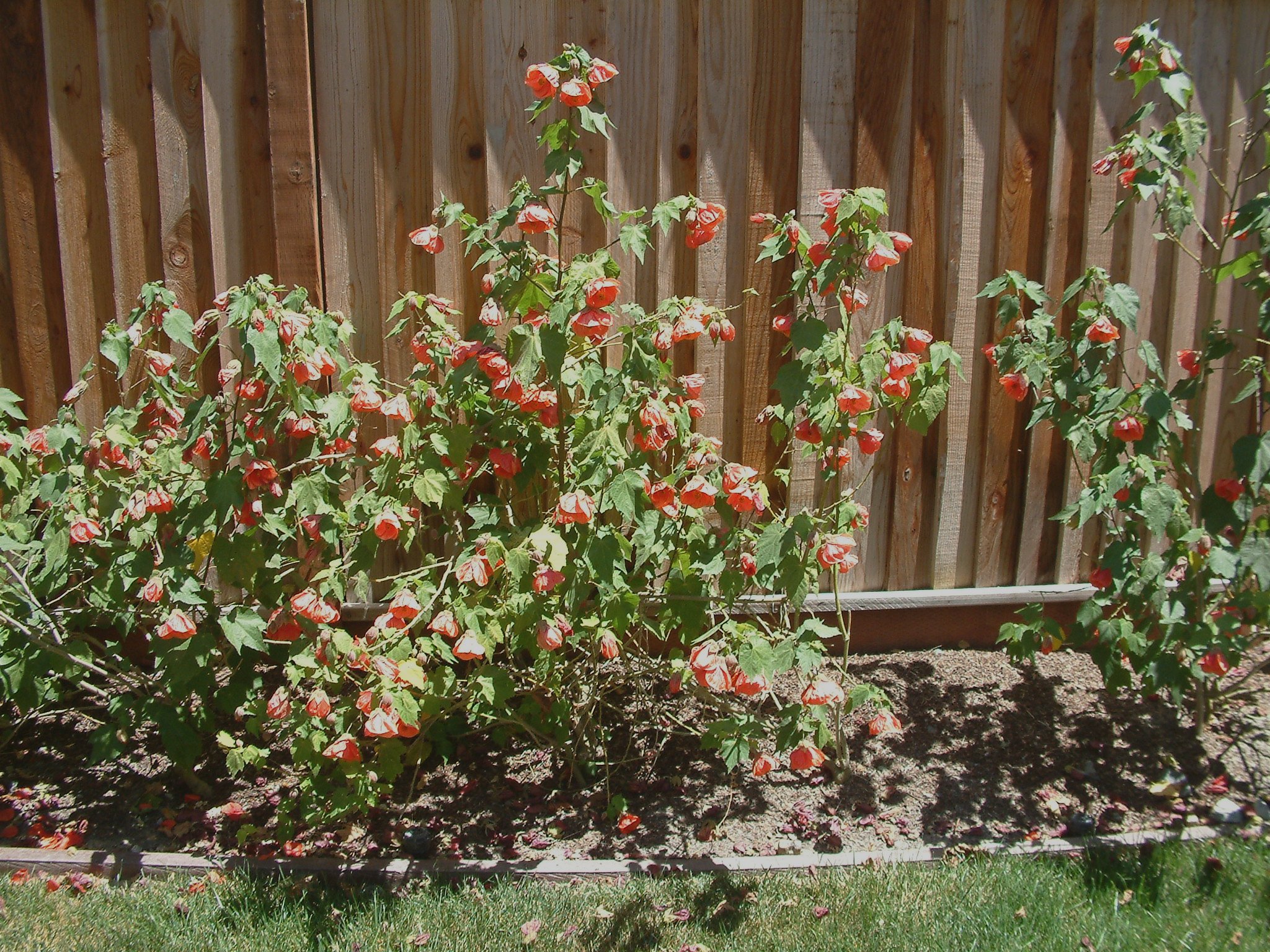 Abutilon hybrids - Flowering Maple | PlantMaster