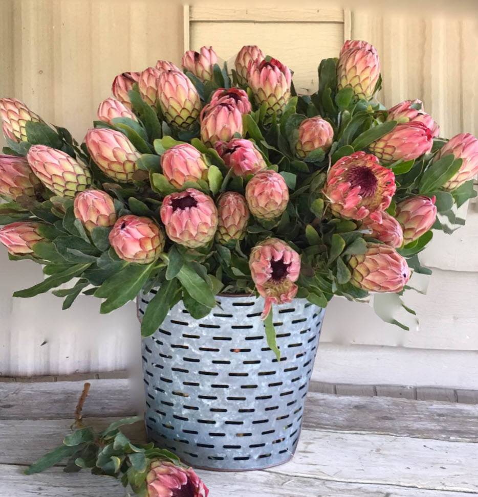 Protea susannae - Stink-leaf Sugarbush | PlantMaster