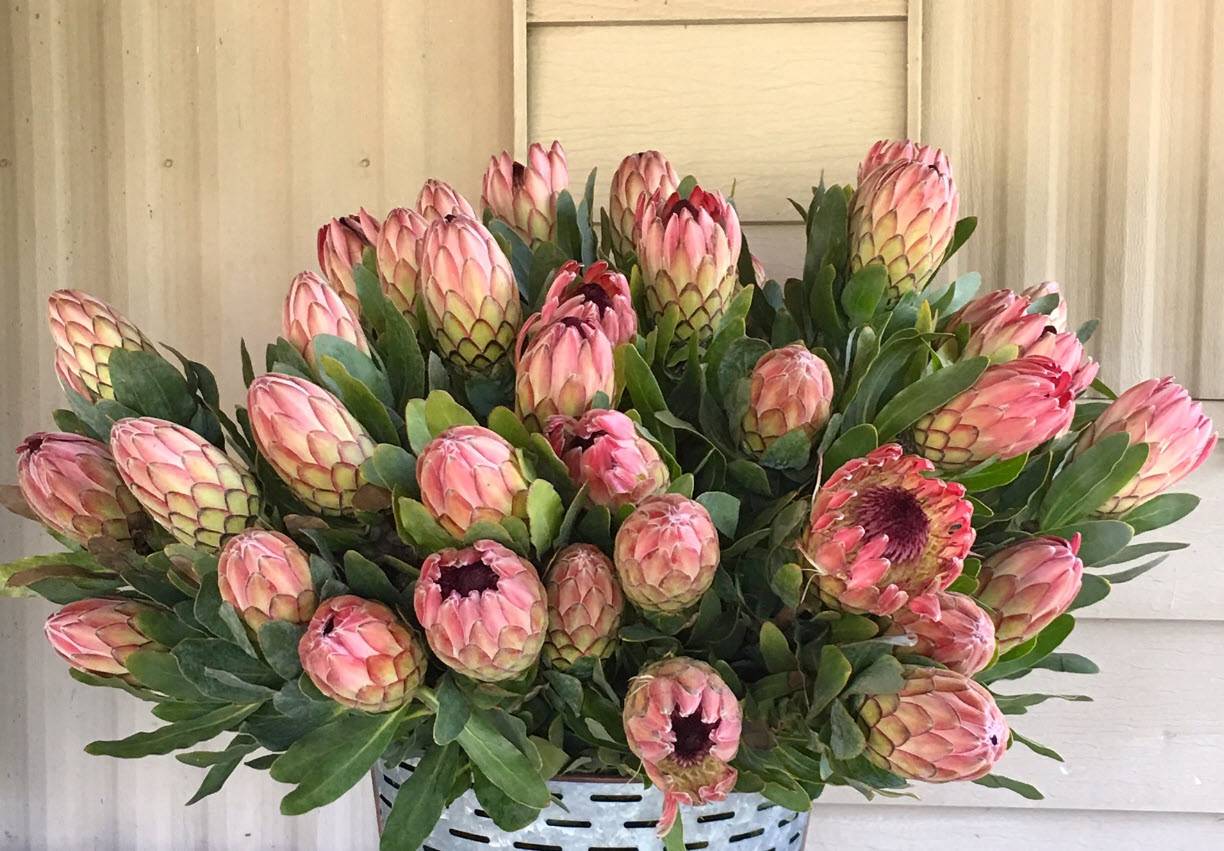Protea susannae - Stink-leaf Sugarbush | PlantMaster