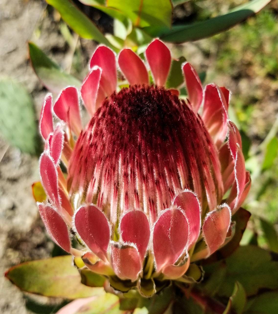 Protea susannae - Stink-leaf Sugarbush | PlantMaster