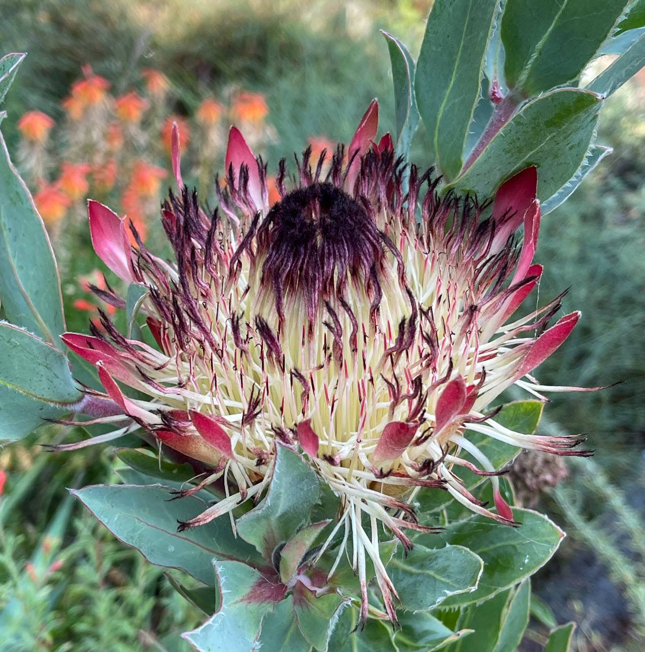 Protea susannae - Stink-leaf Sugarbush | PlantMaster