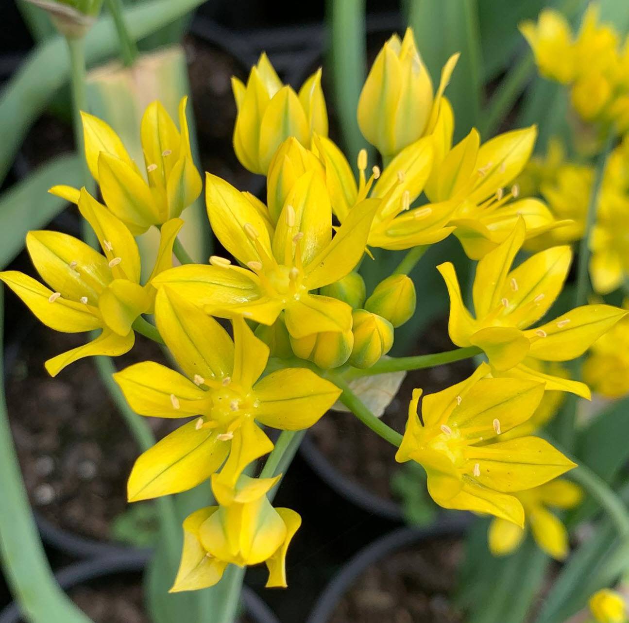 Allium 'Moly' - Golden Garlic | PlantMaster