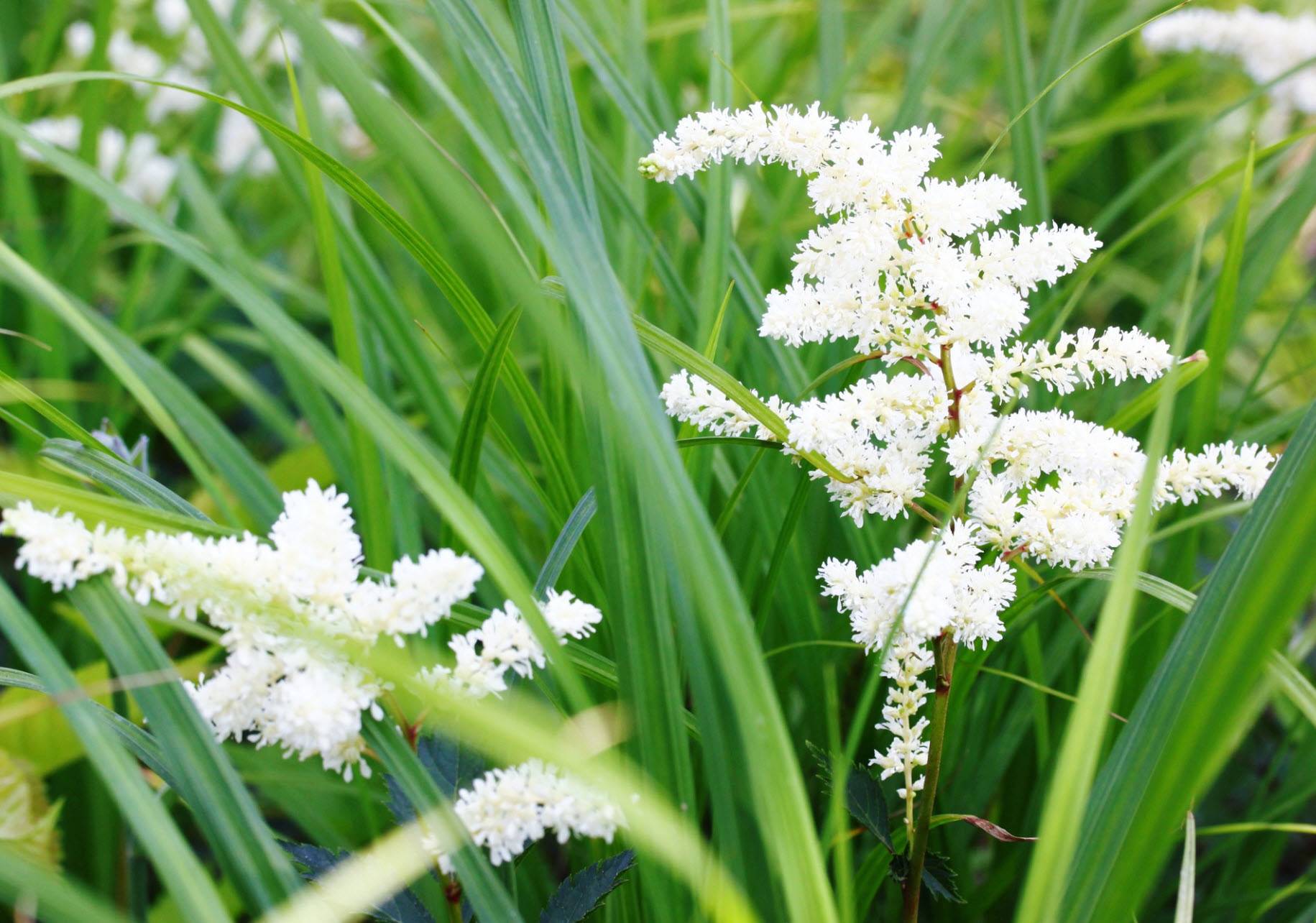 Astilbe Japonica Washington ASTILBE JAPONICA WASHINGTON Fitoagricola