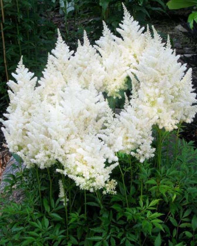 Astilbe Japonica Washington ASTILBE JAPONICA WASHINGTON Fitoagricola