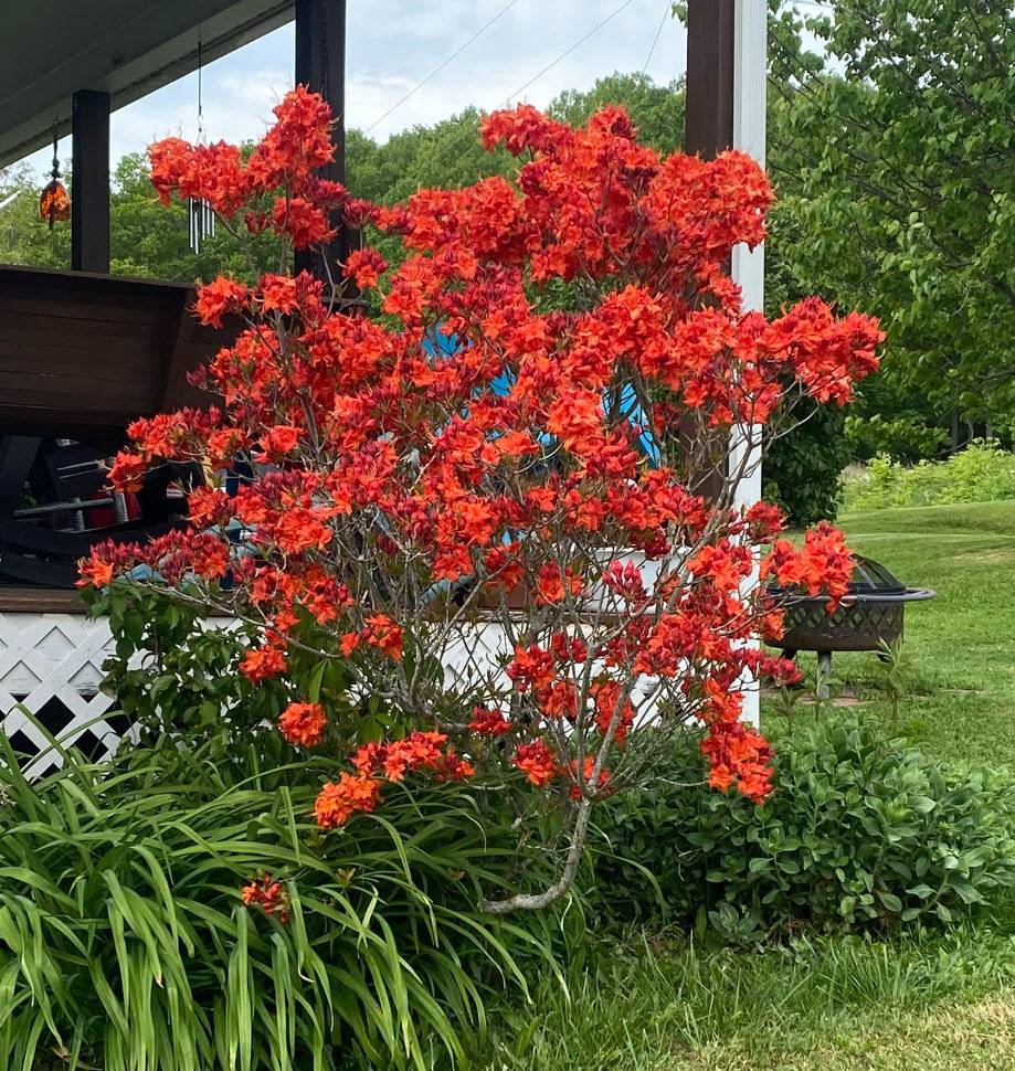 Azalea 'Fireball' - Fireball Azalea | PlantMaster