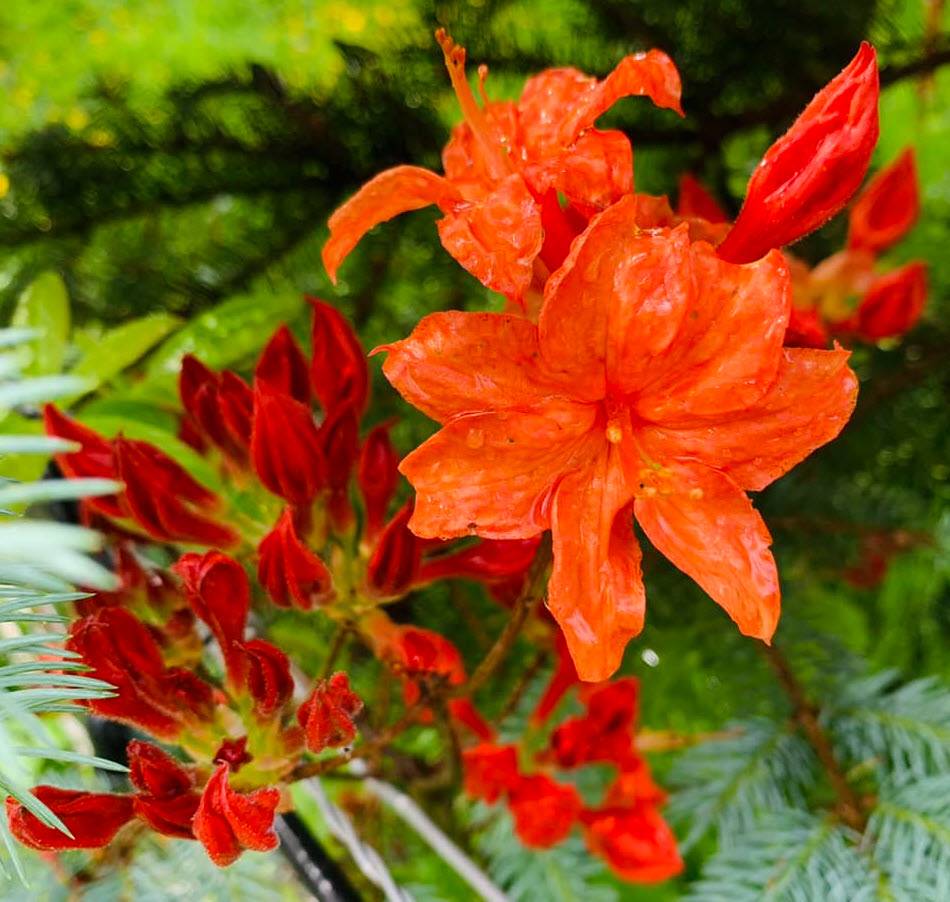 Azalea 'Fireball' - Fireball Azalea | PlantMaster