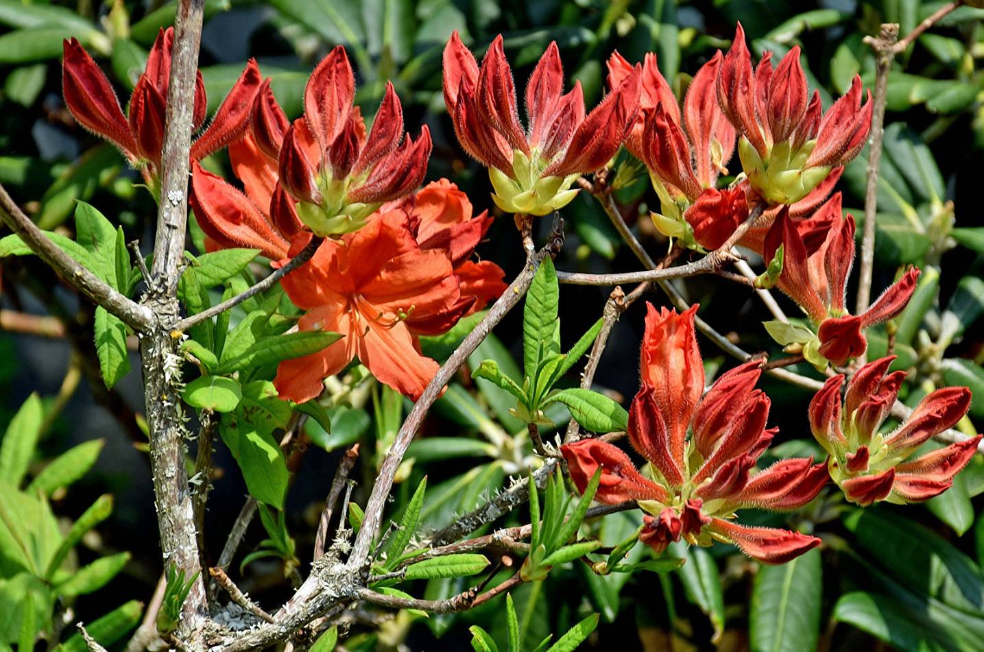 Azalea 'Fireball' - Fireball Azalea | PlantMaster