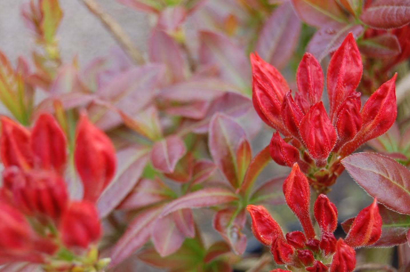 Azalea 'Fireball' - Fireball Azalea | PlantMaster