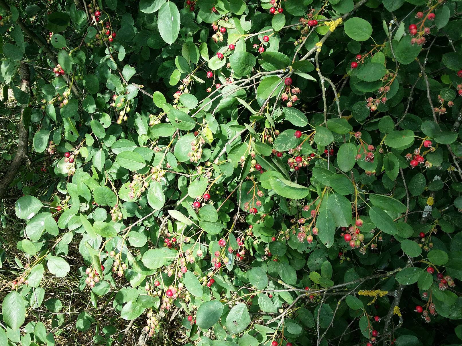Amelanchier spicata - Dwarf Serviceberry | PlantMaster
