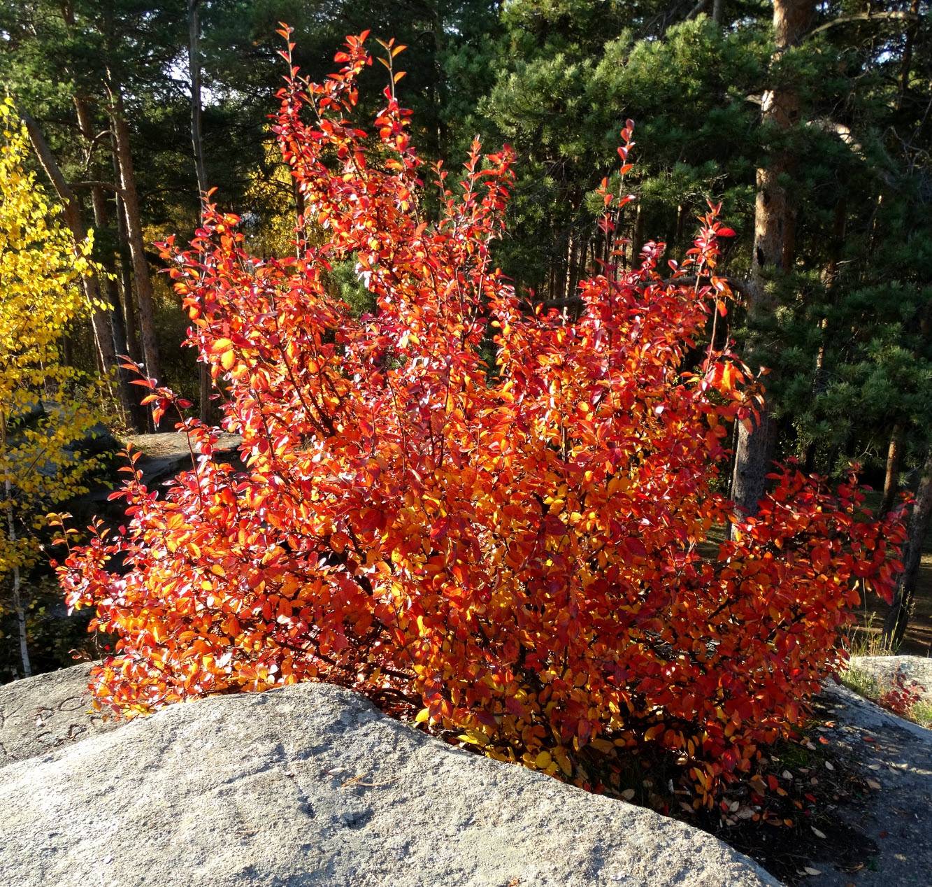 Amelanchier spicata - Dwarf Serviceberry | PlantMaster