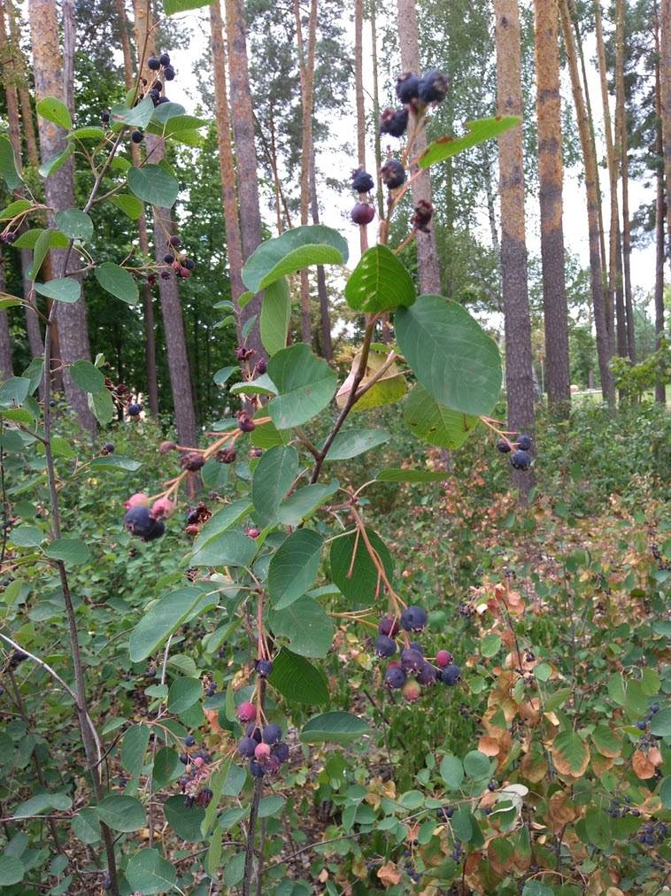 Amelanchier spicata - Dwarf Serviceberry | PlantMaster