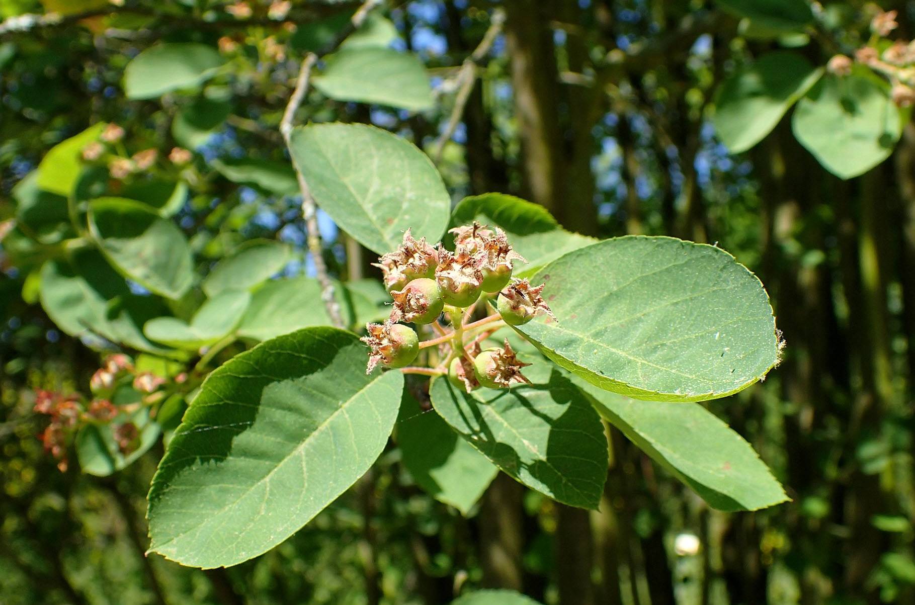 Amelanchier spicata - Dwarf Serviceberry | PlantMaster