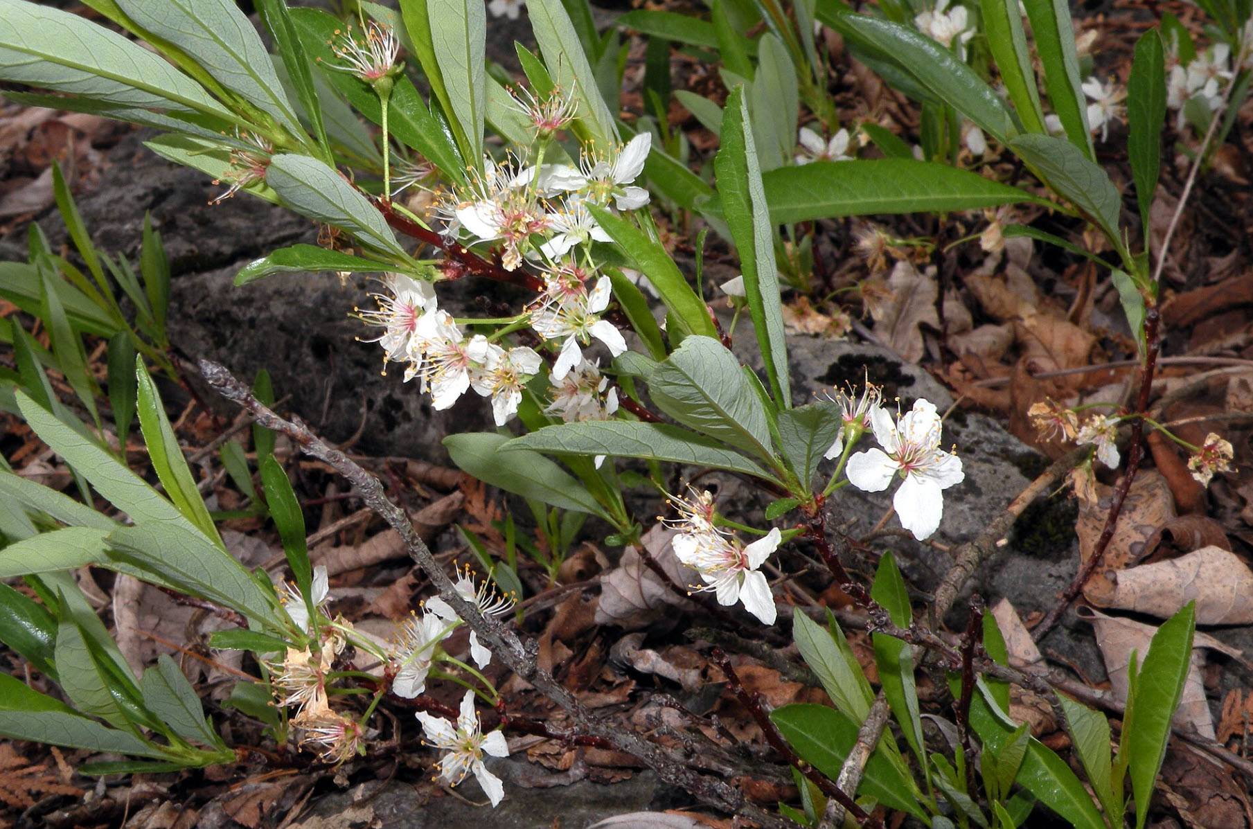 Prunus pumila - Eastern Sand Cherry | PlantMaster