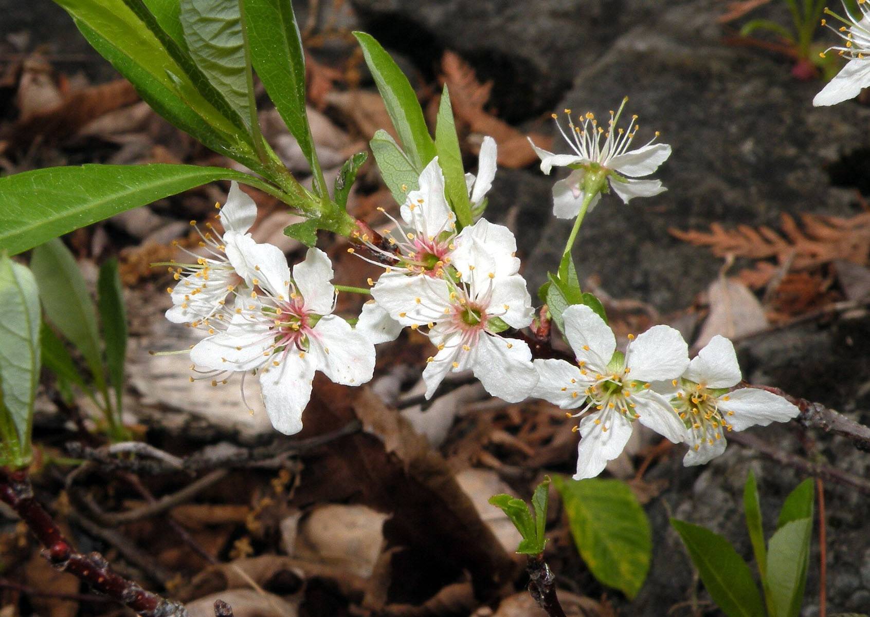 Prunus pumila - Eastern Sand Cherry | PlantMaster
