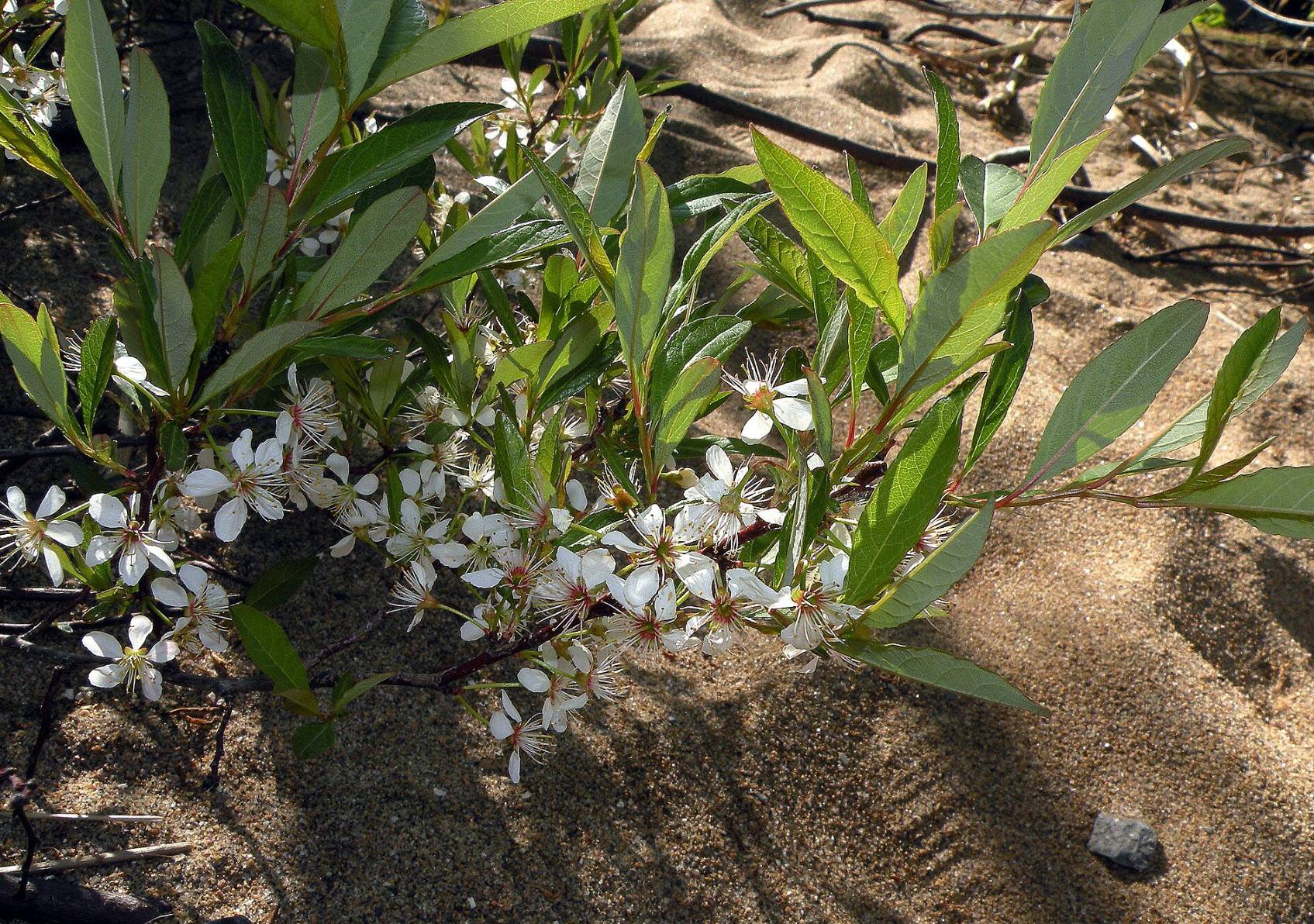 Prunus pumila - Eastern Sand Cherry | PlantMaster