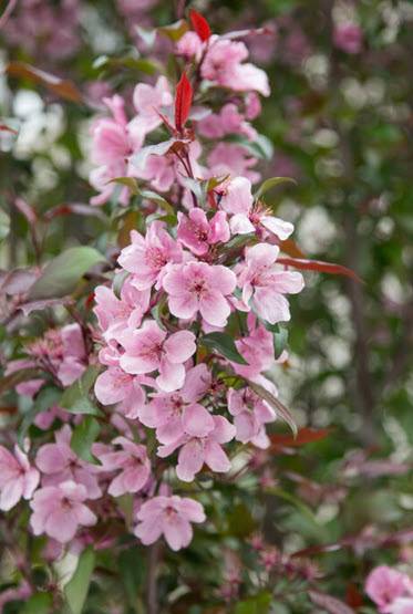Malus astringens 'Durleo' - Gladiator Crabapple | PlantMaster